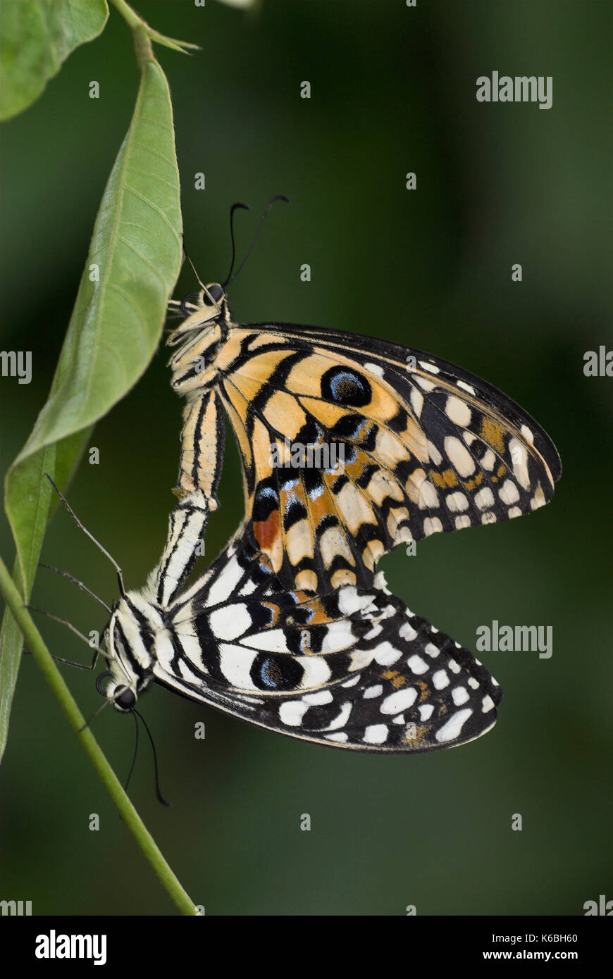 Mating swallowtail butterfly hi-res stock photography and images - Alamy
