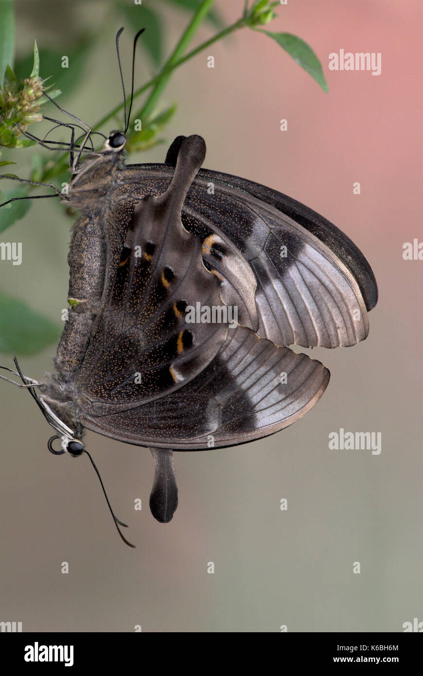Emerald Swallowtail Butterflies Mating, Papilio Palinurus, pair ...