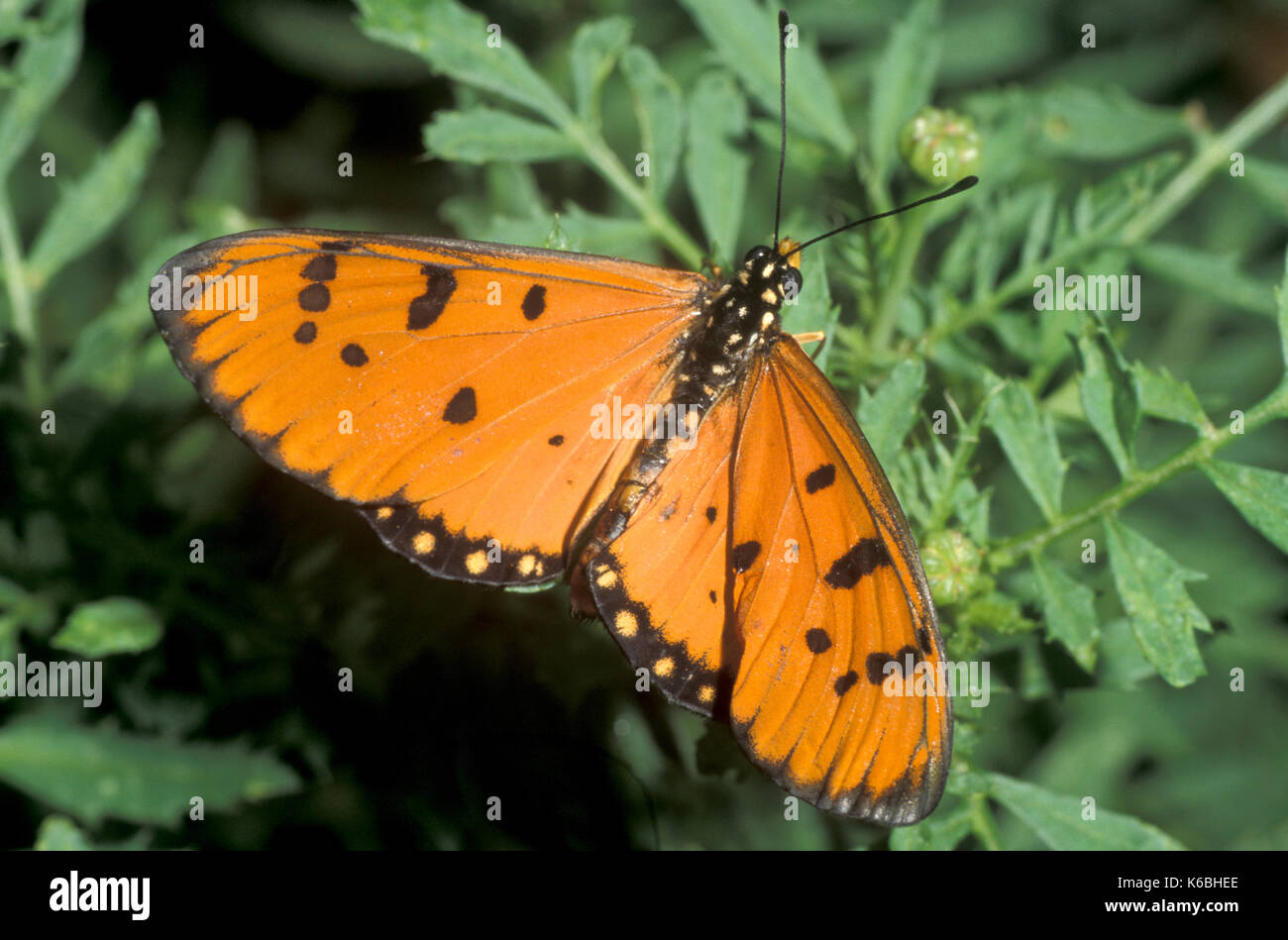 Tawny Coster Butterfly, Acraea terpsicore, India, wings open Stock ...