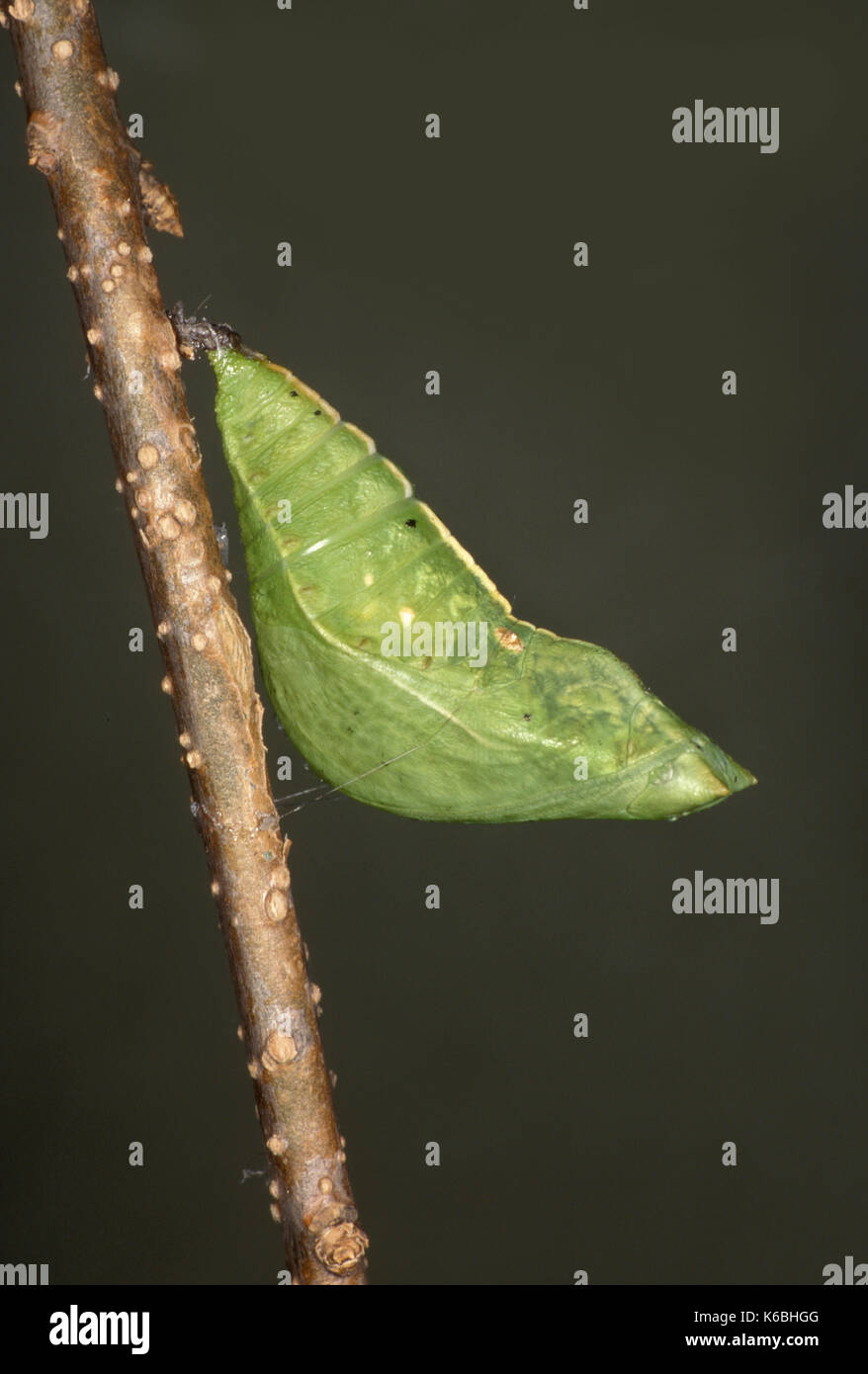 Mocker Swallowtail Butterfly, Papilio dardanus, Africa, Pupae on stem ...