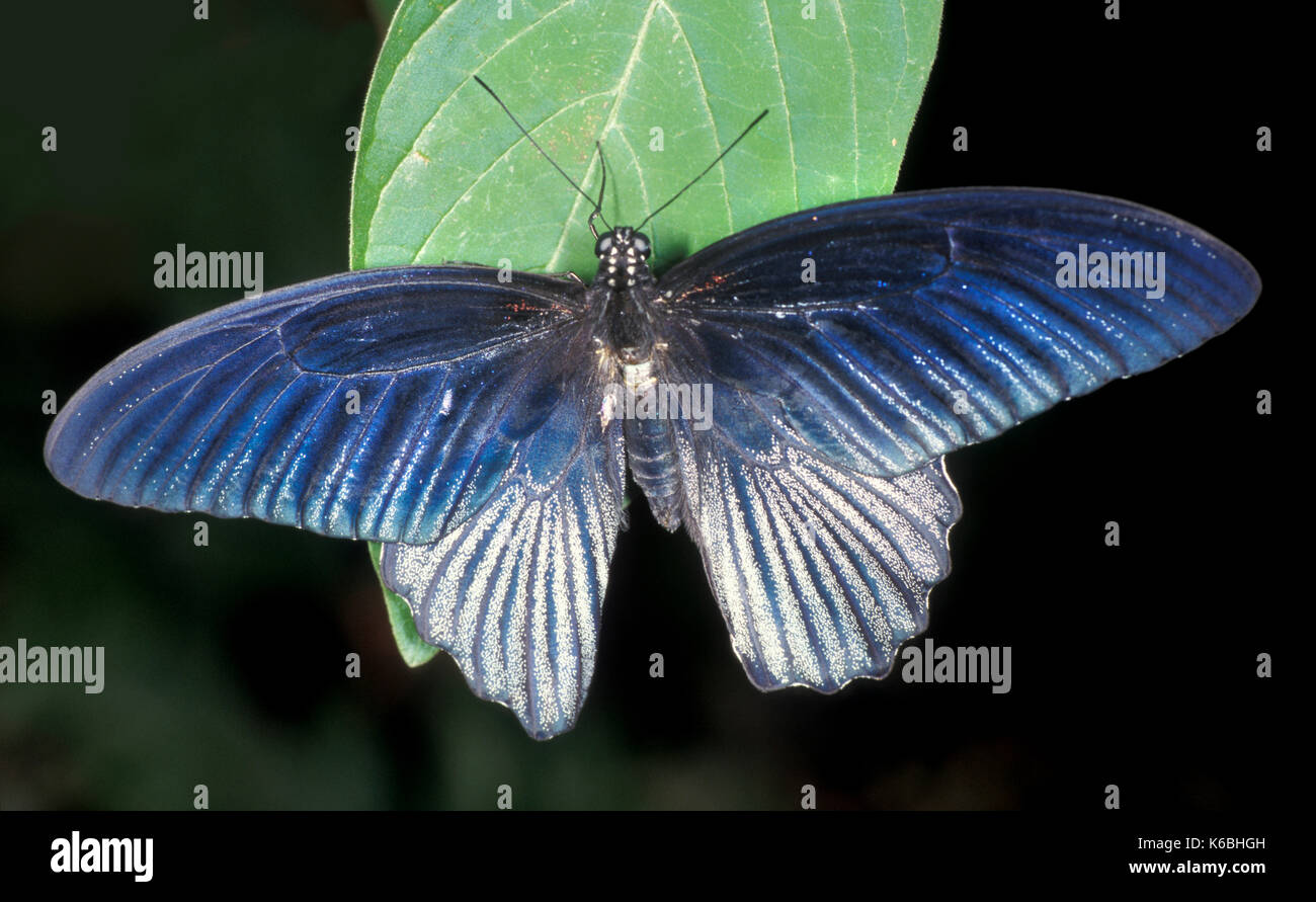 Great Mormon Butterfly, Papilio memnon, Female form butlerianus, Asia ...
