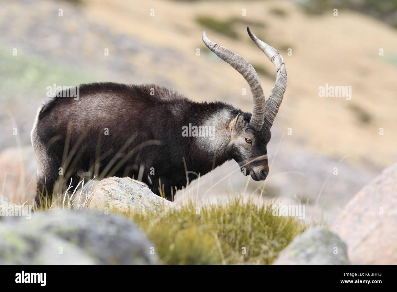 Southeastern spanish ibex hi-res stock photography and images - Alamy