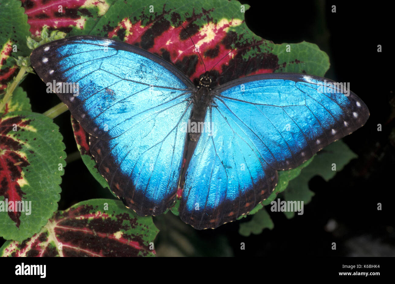 Blue Morpho Butterfly, Morpho Peleides, Central America, hatched adult ...