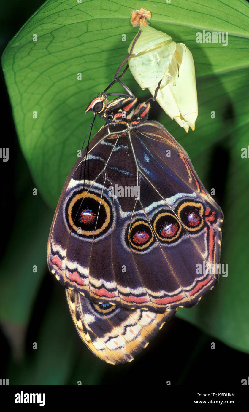 Blue Morpho Butterfly, Morpho Peleides, Central America, Pupae hanging ...