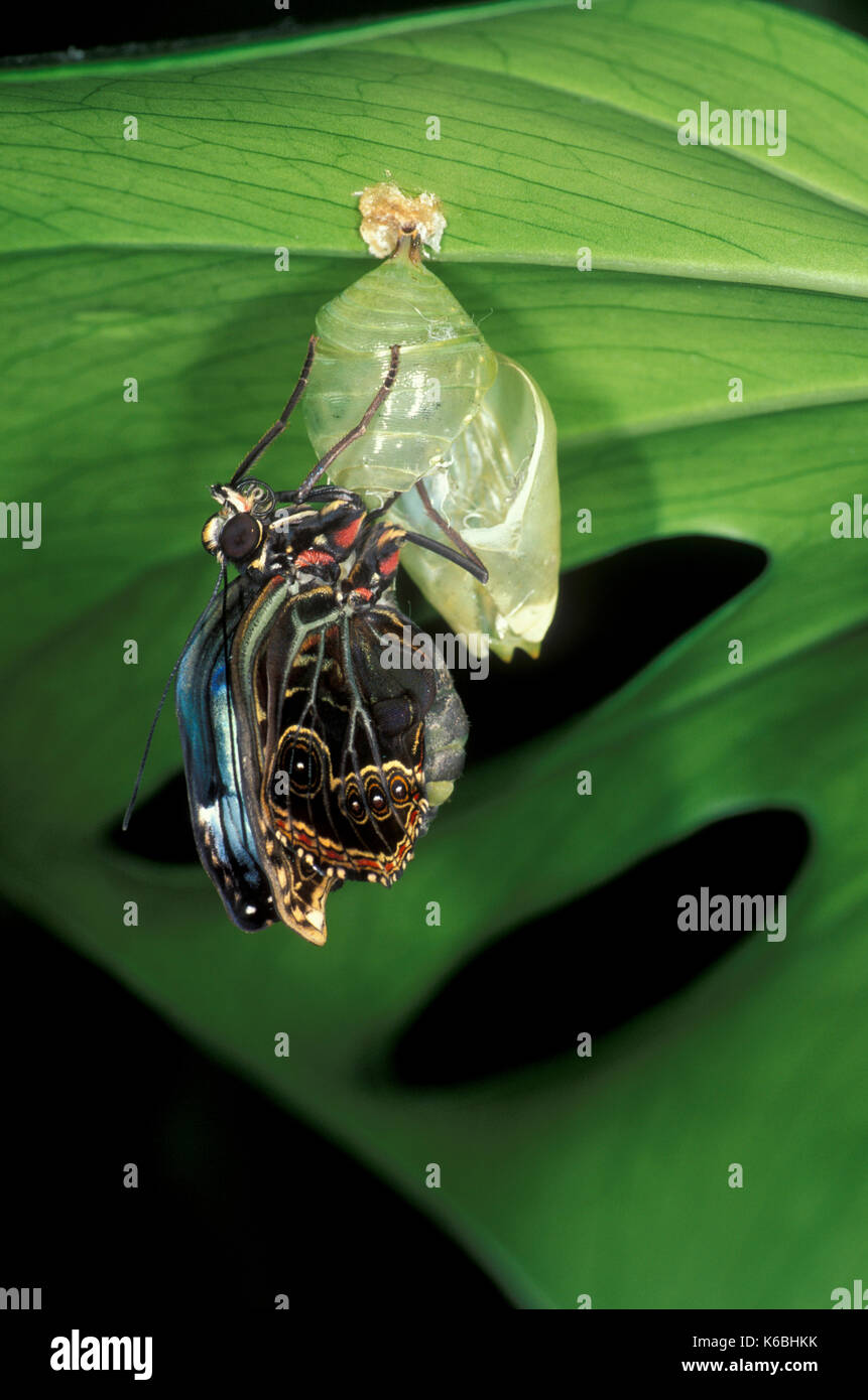 Blue Morpho Butterfly, Morpho Peleides, Central America, Pupae hanging ...