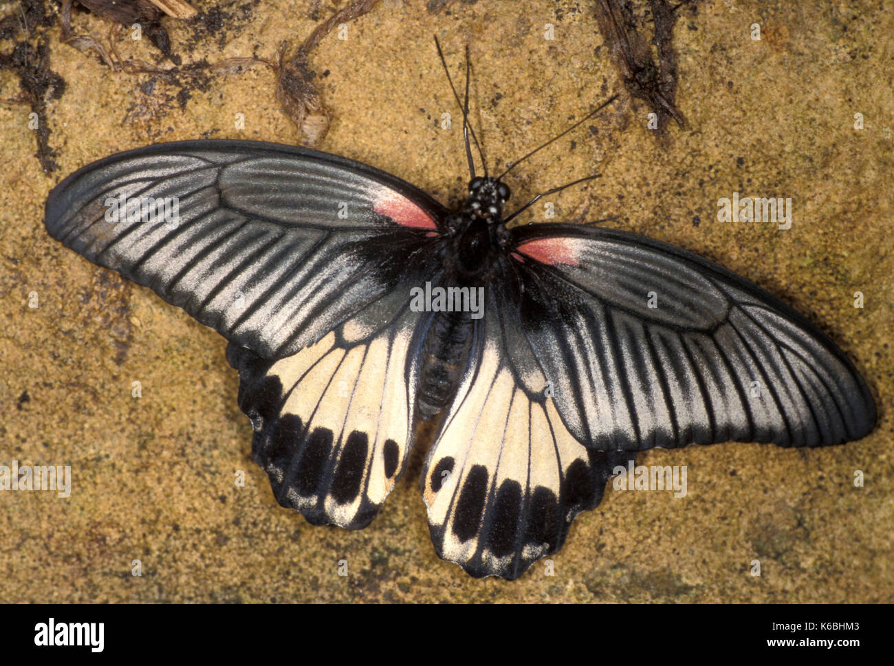 Female great mormon butterfly hi-res stock photography and images - Alamy