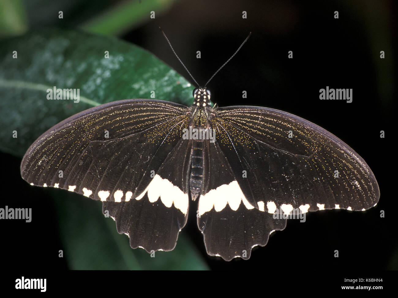 Common Mormon Butterfly, Papilio polytes, Male, Asia, wings open ...