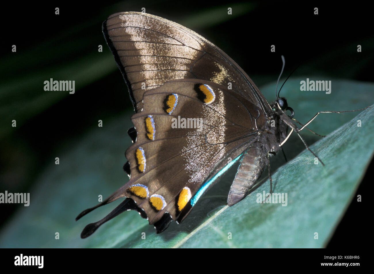 Ulysses butterfly, Papilio ulysses, Australia, Indonesia, Papua New ...