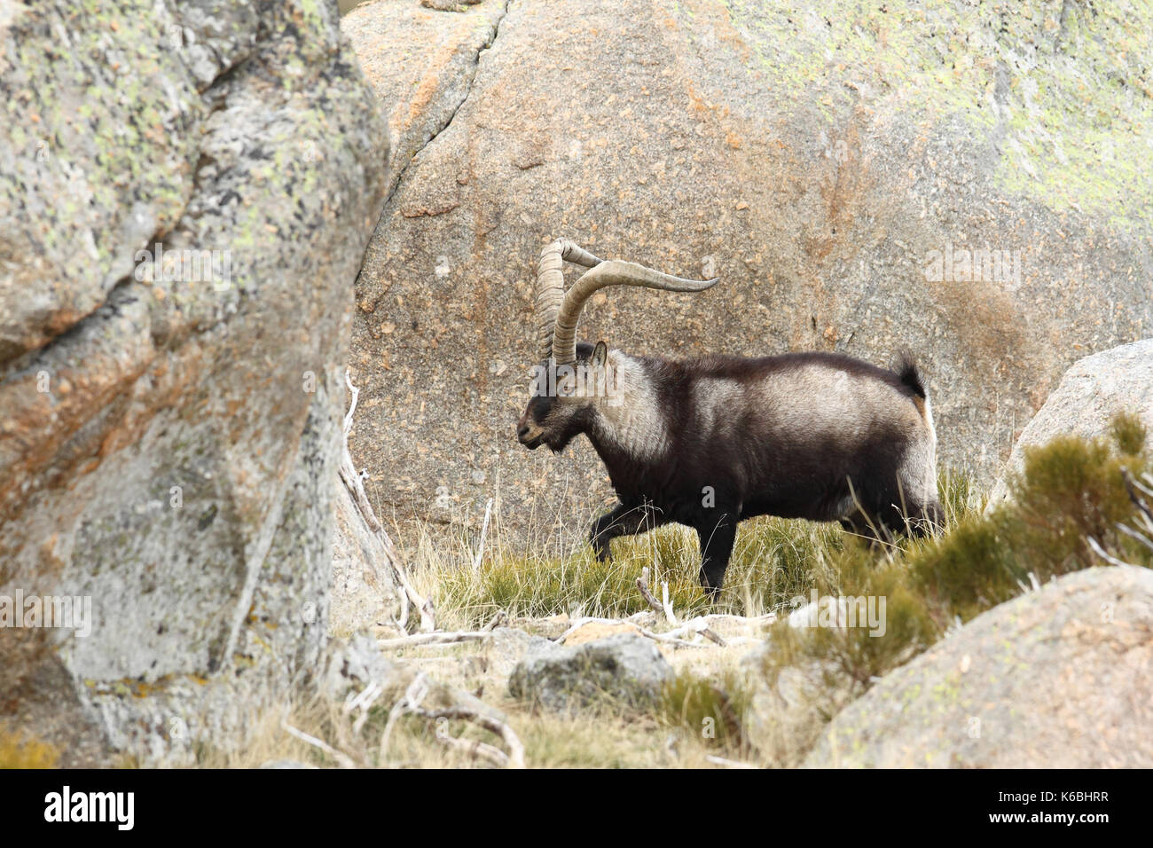 Southeastern spanish ibex hi-res stock photography and images - Alamy