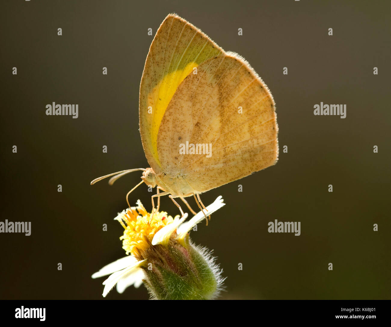 Yellow Orange Tip Butterfly, Ixias pyrene, feeding on flower ...