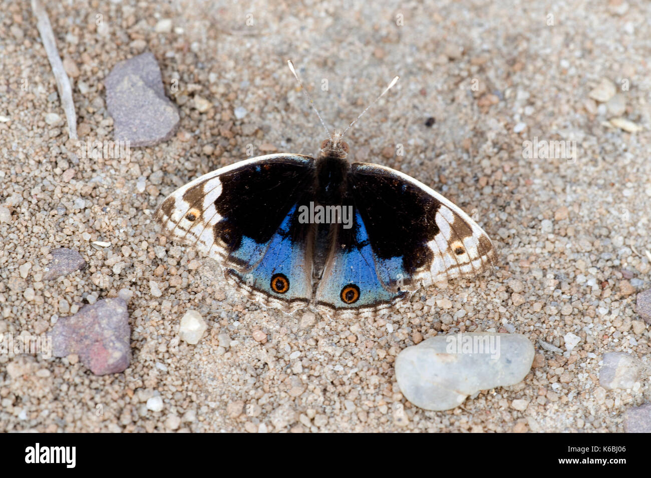 Blue pansy butterfly hi-res stock photography and images - Alamy