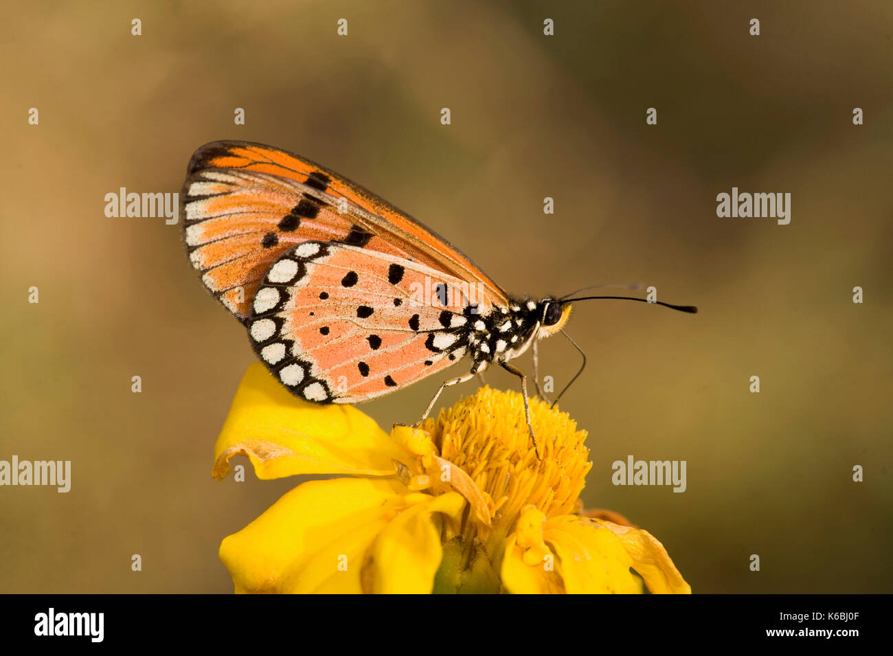 Tawny Coster Butterfly, Acraea terpsicore, Bandhavgarh National Park ...
