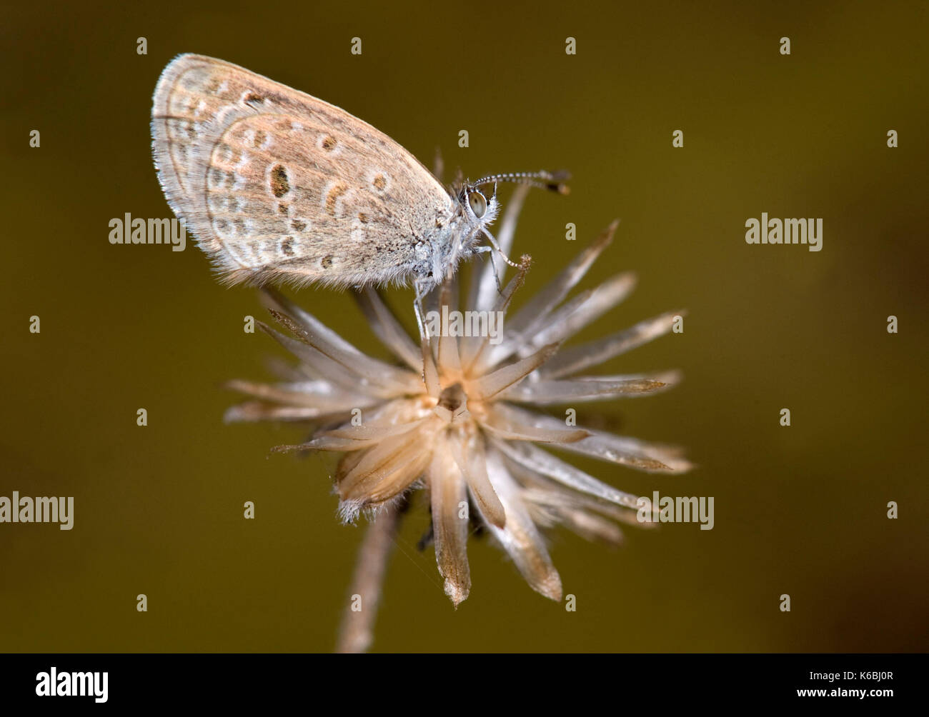 Tiny Grass Blue Butterfly, Zizula hylax, Bandhavgarh National Park, on ...