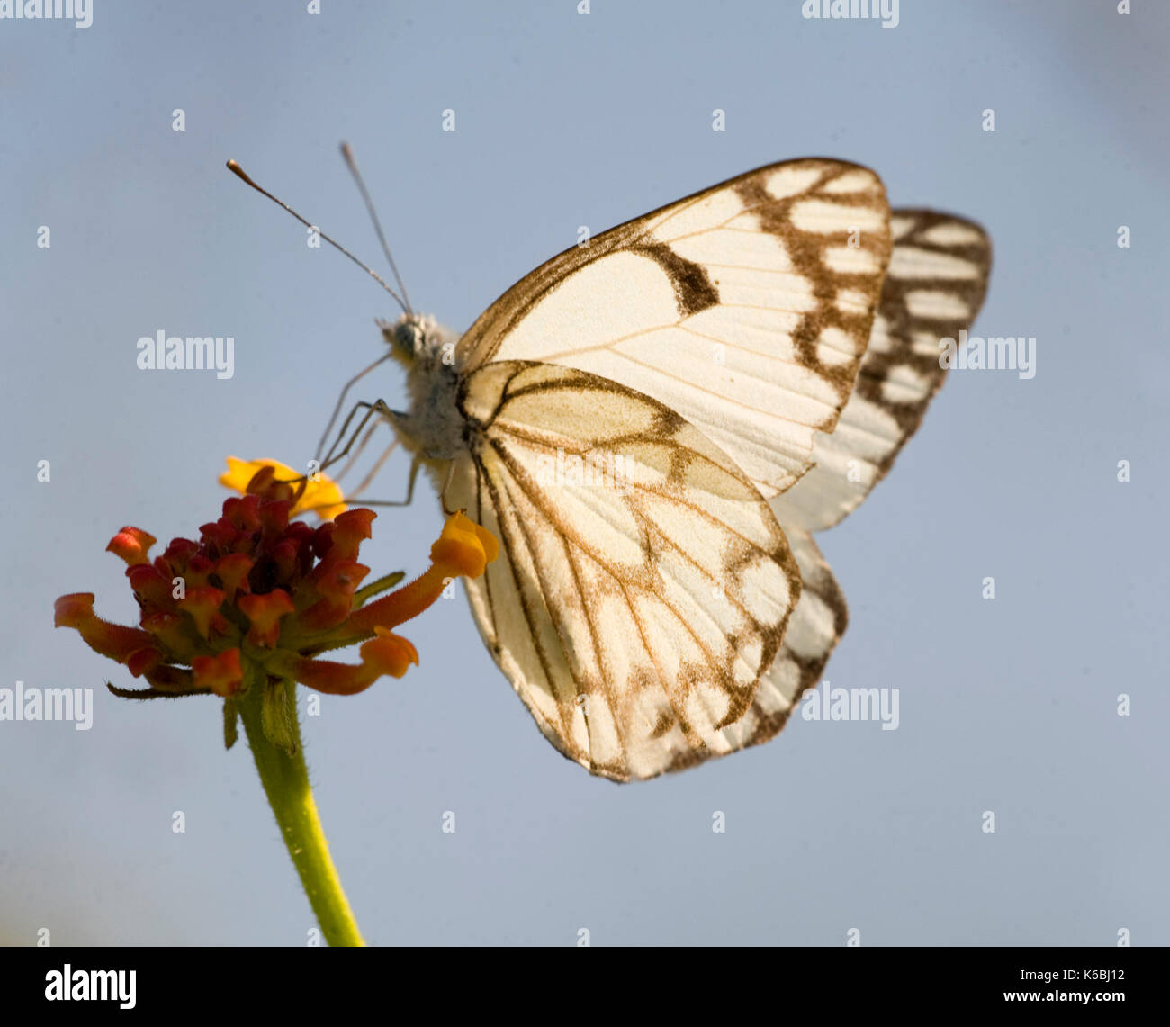 Common Gull Butterfly, Cepora nerissa, feeding on flower, blue sky ...