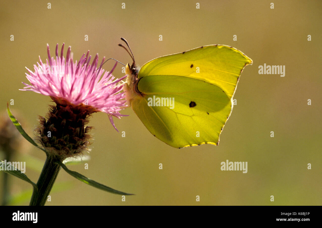 Yellow butterfly brimstone sulphur hi-res stock photography and images ...