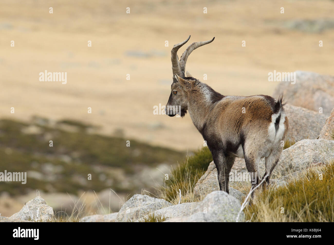 Southeastern Spanish Ibex High Resolution Stock Photography and Images ...