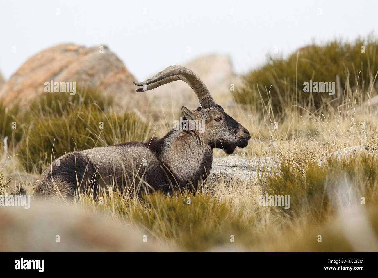 Spanish ibex - mating season Stock Photo - Alamy