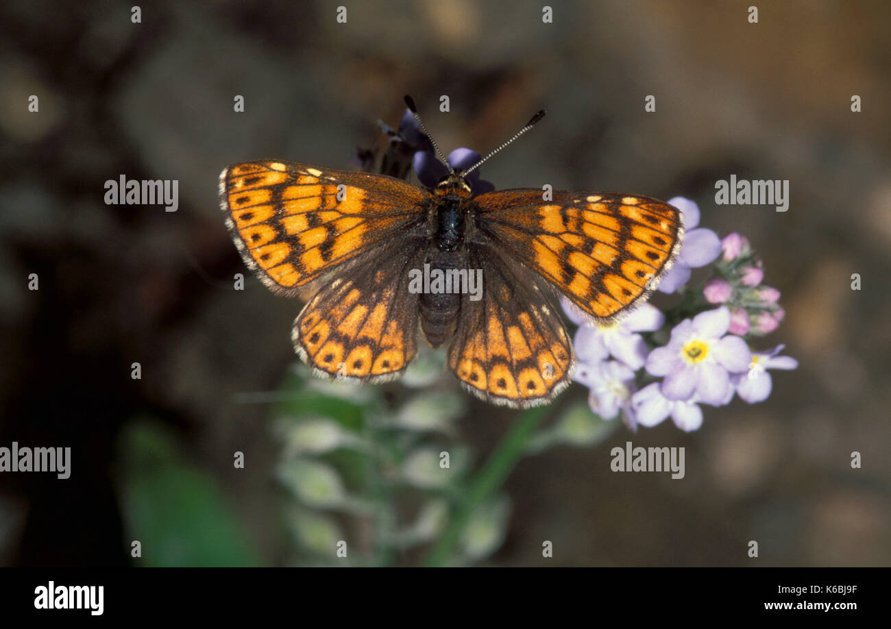 Duke of Burgundy Fritillary Butterfly, on flower, Hamearis lucina ...