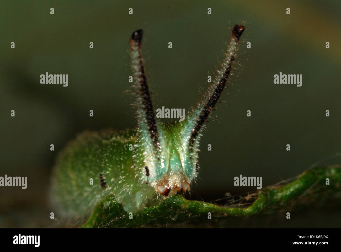 Purple Emperor Butterfly, Caterpillar, Apatura iris, Larvae, close up ...