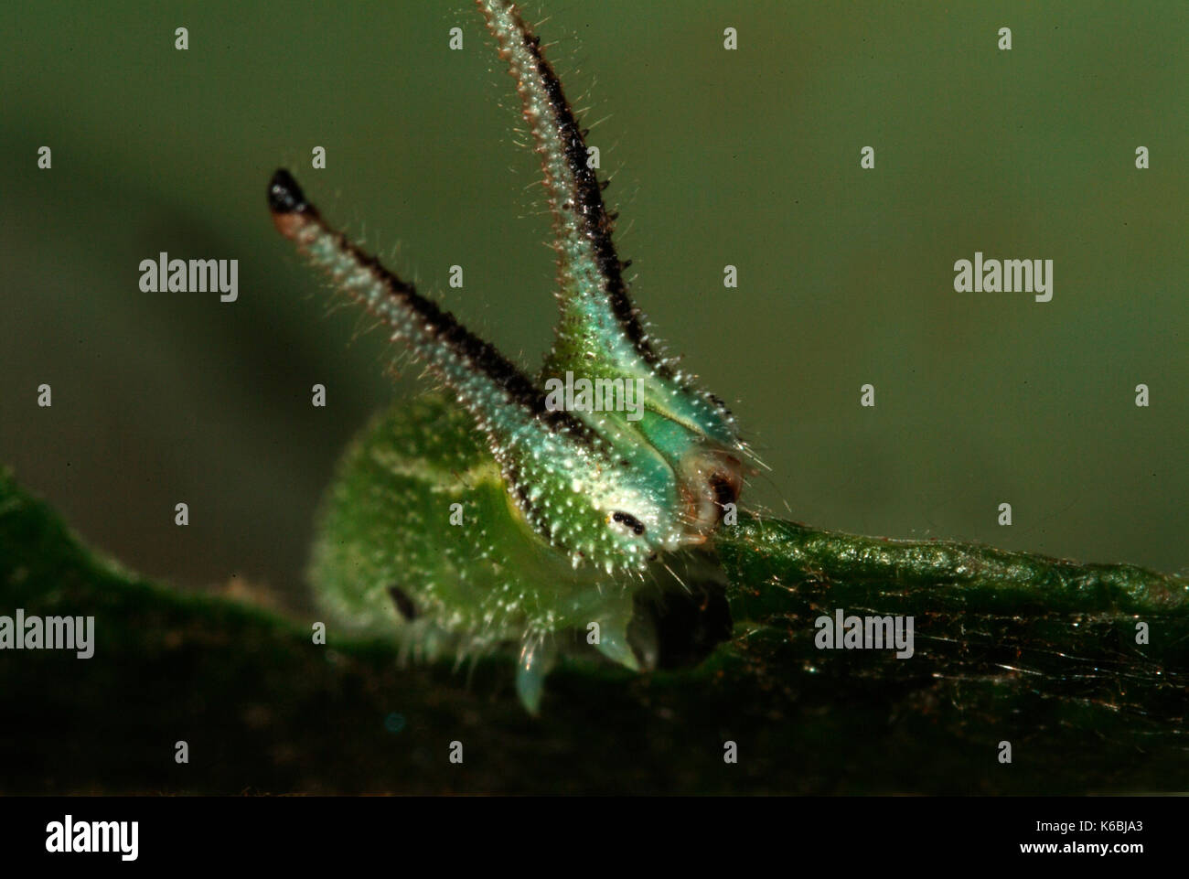 Purple Emperor Butterfly, Caterpillar, Apatura iris, Larvae, close up ...