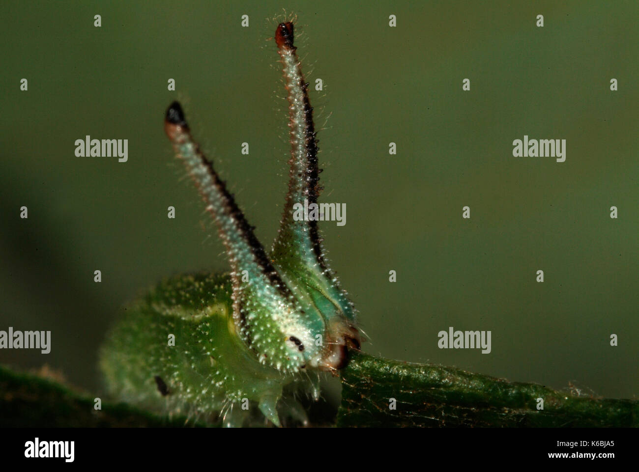 Purple Emperor Butterfly, Caterpillar, Apatura iris, Larvae, close up ...