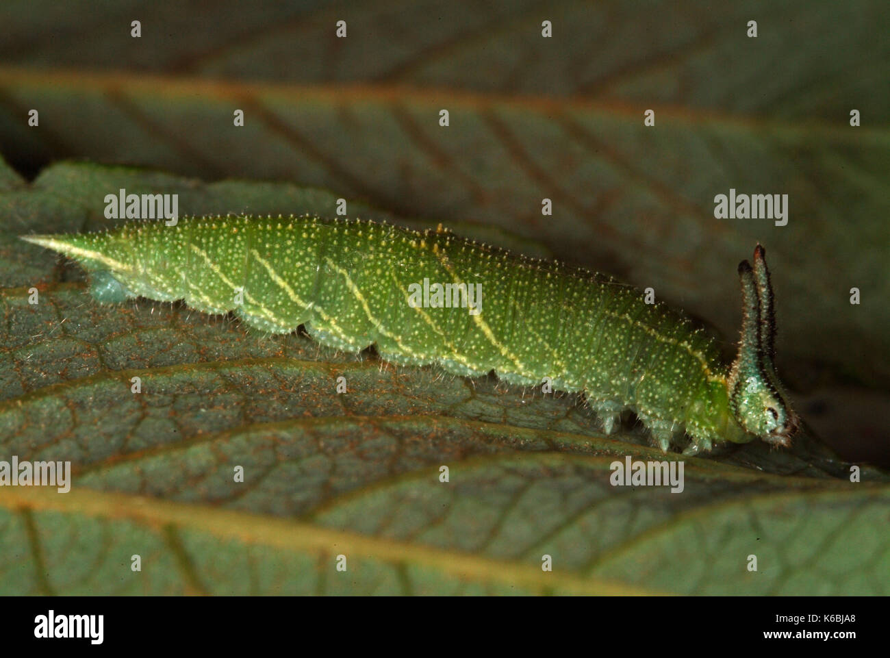 Purple Emperor Caterpillar