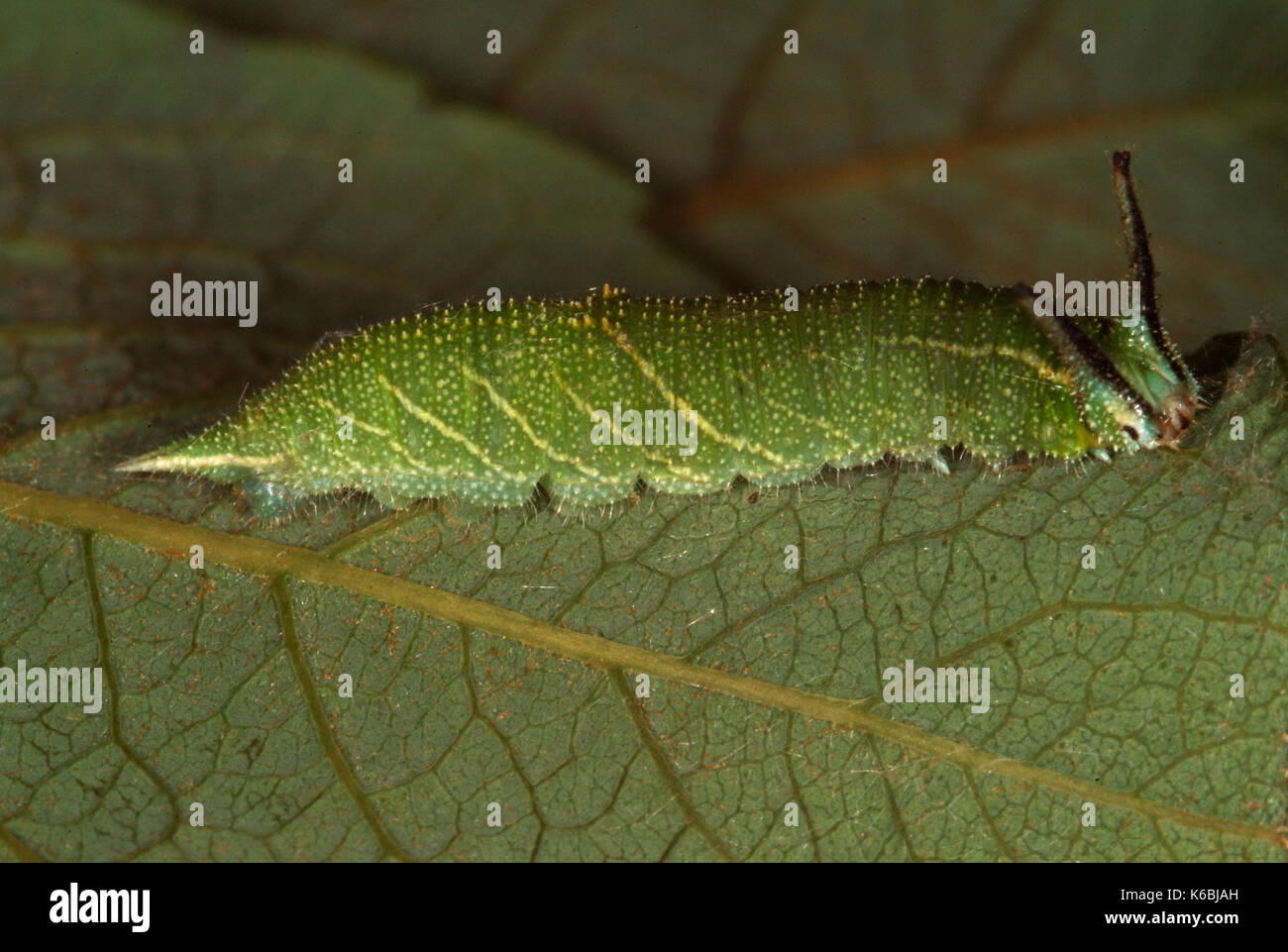 Large purple emperor butterfly hi-res stock photography and images - Alamy