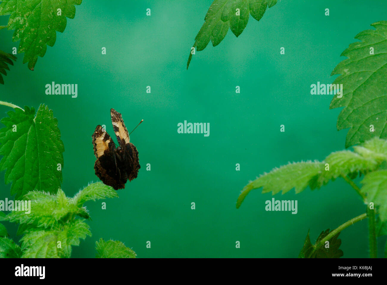 Small Tortoiseshell Butterfly, Aglais urticae, adult in flight, flying ...