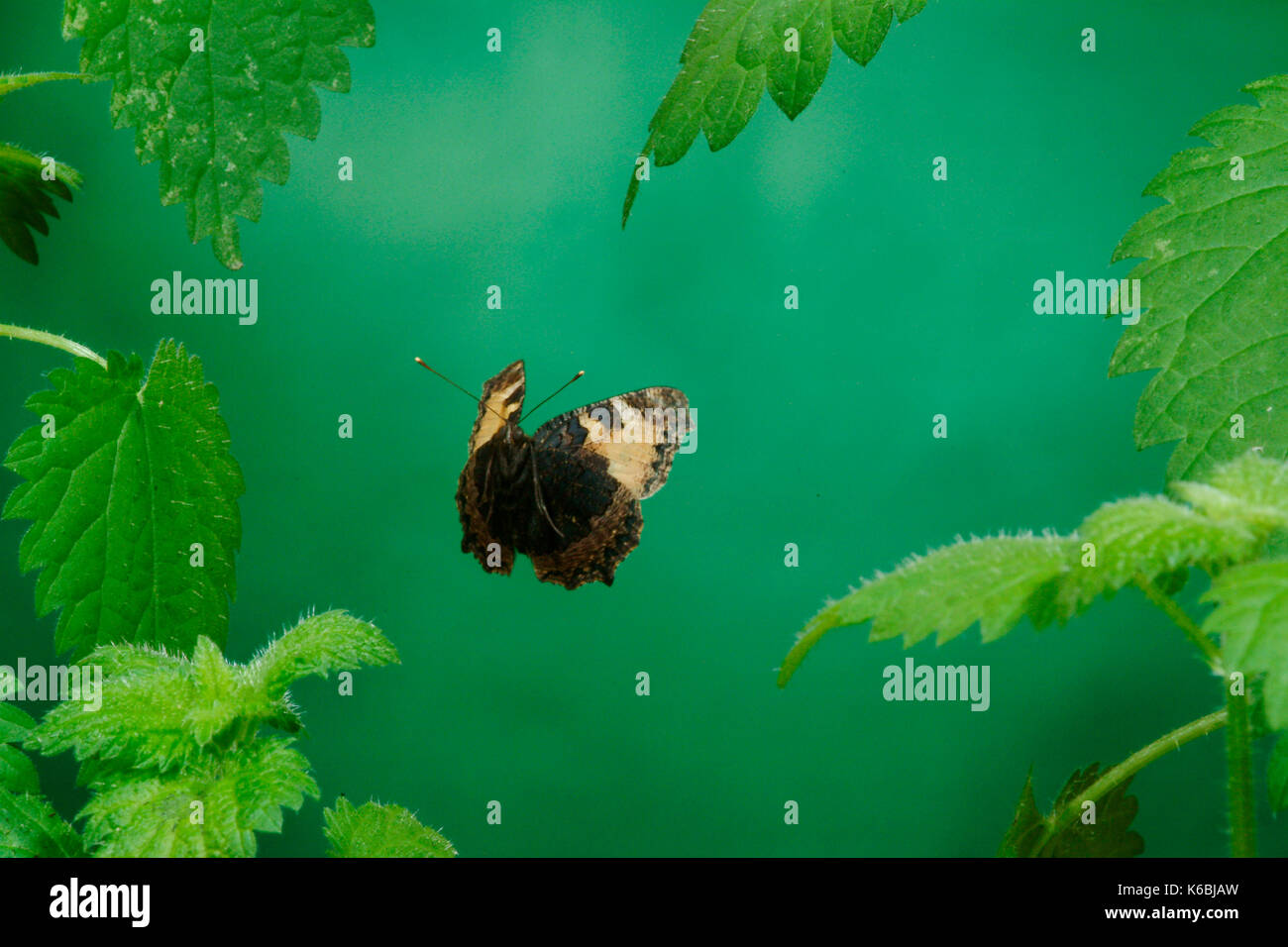Small Tortoiseshell Butterfly, Aglais urticae, adult in flight, flying ...