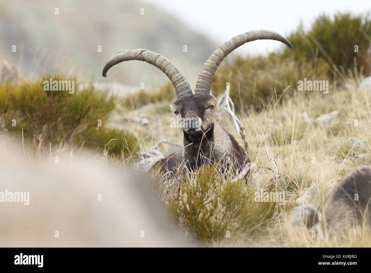Spanish ibex - mating season Stock Photo - Alamy