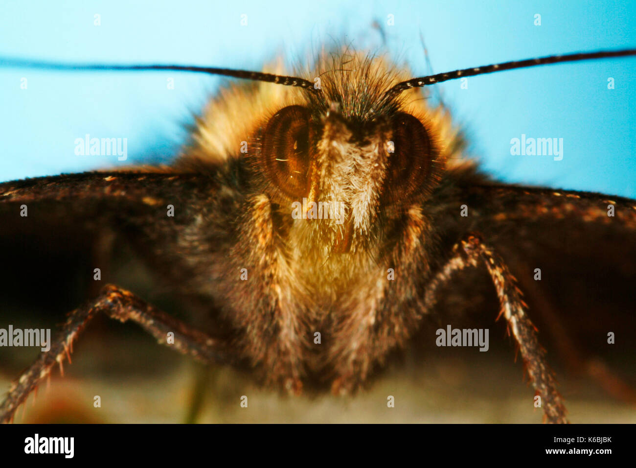 Small Tortoiseshell Butterfly, Aglais urticae, close up of face, eyes ...