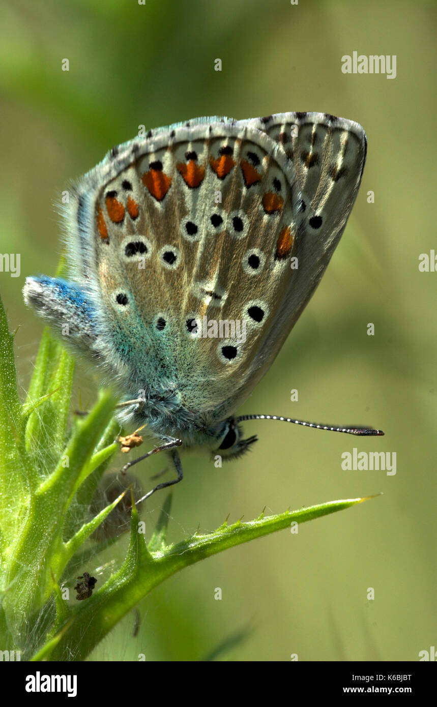 Adonis Blue Butterfly, Lysandra bellargus, side view of wings, Provence ...
