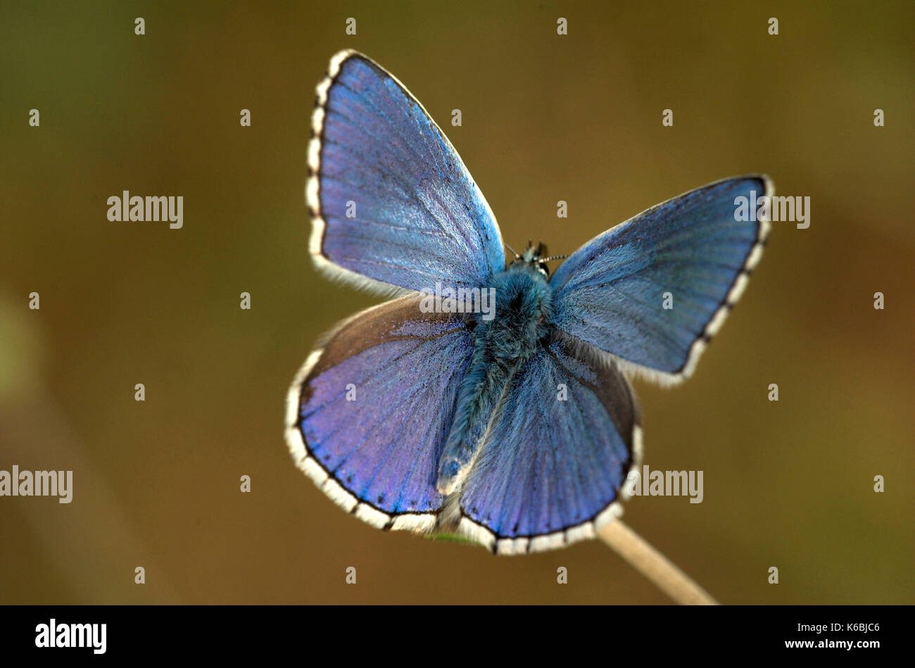 Adonis Blue Butterfly, Lysandra bellargus, male with wings open ...