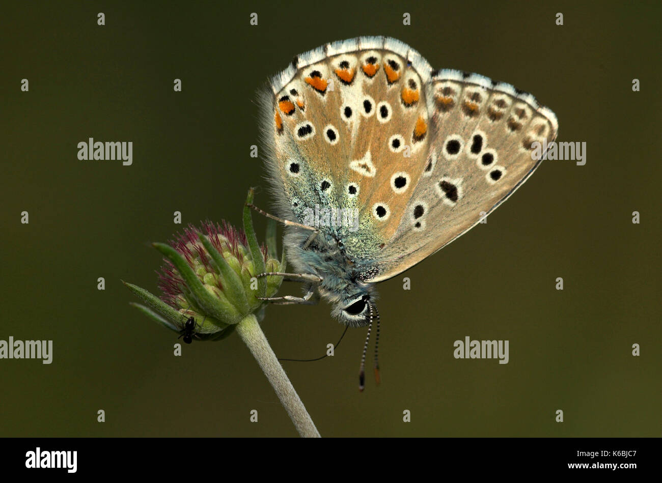 Digital lifecycle butterfly hi-res stock photography and images - Alamy
