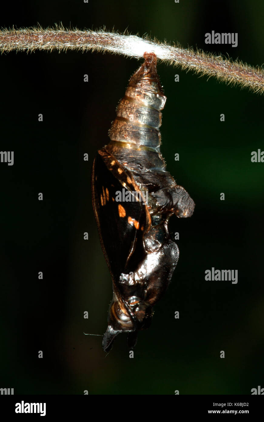 White Admiral Butterfly hatching from Pupae, Ladoga camilla, emerging ...
