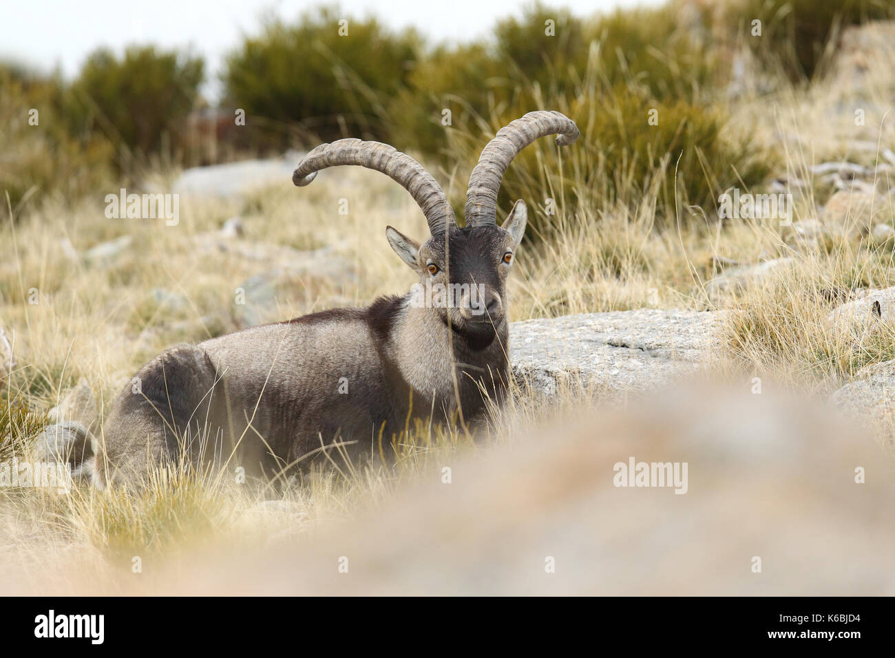 Ibex fight hi-res stock photography and images - Alamy