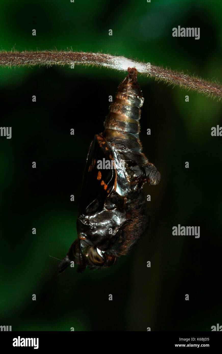 Hatching butterfly lifecycle hi-res stock photography and images - Alamy