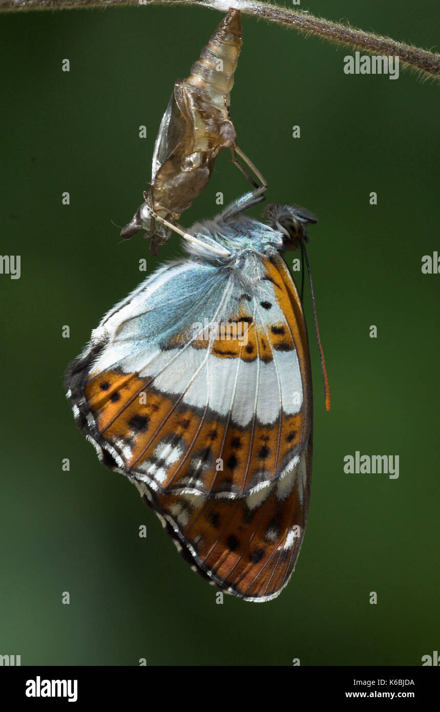 Hatching butterfly lifecycle hi-res stock photography and images - Alamy