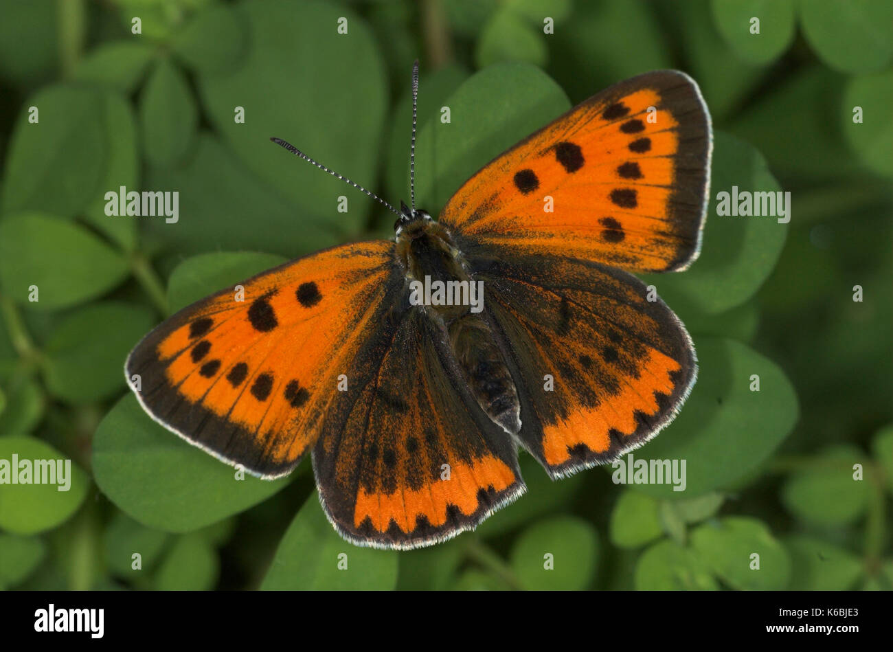 Large Copper Butterfly, Lycaena dispar, was extinct in UK, special ...