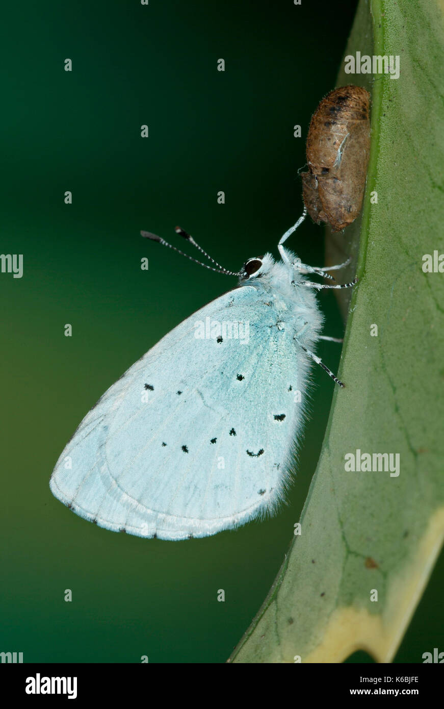 Holly Blue Butterfly, Celastrina Agriolus, adult showing underside of ...