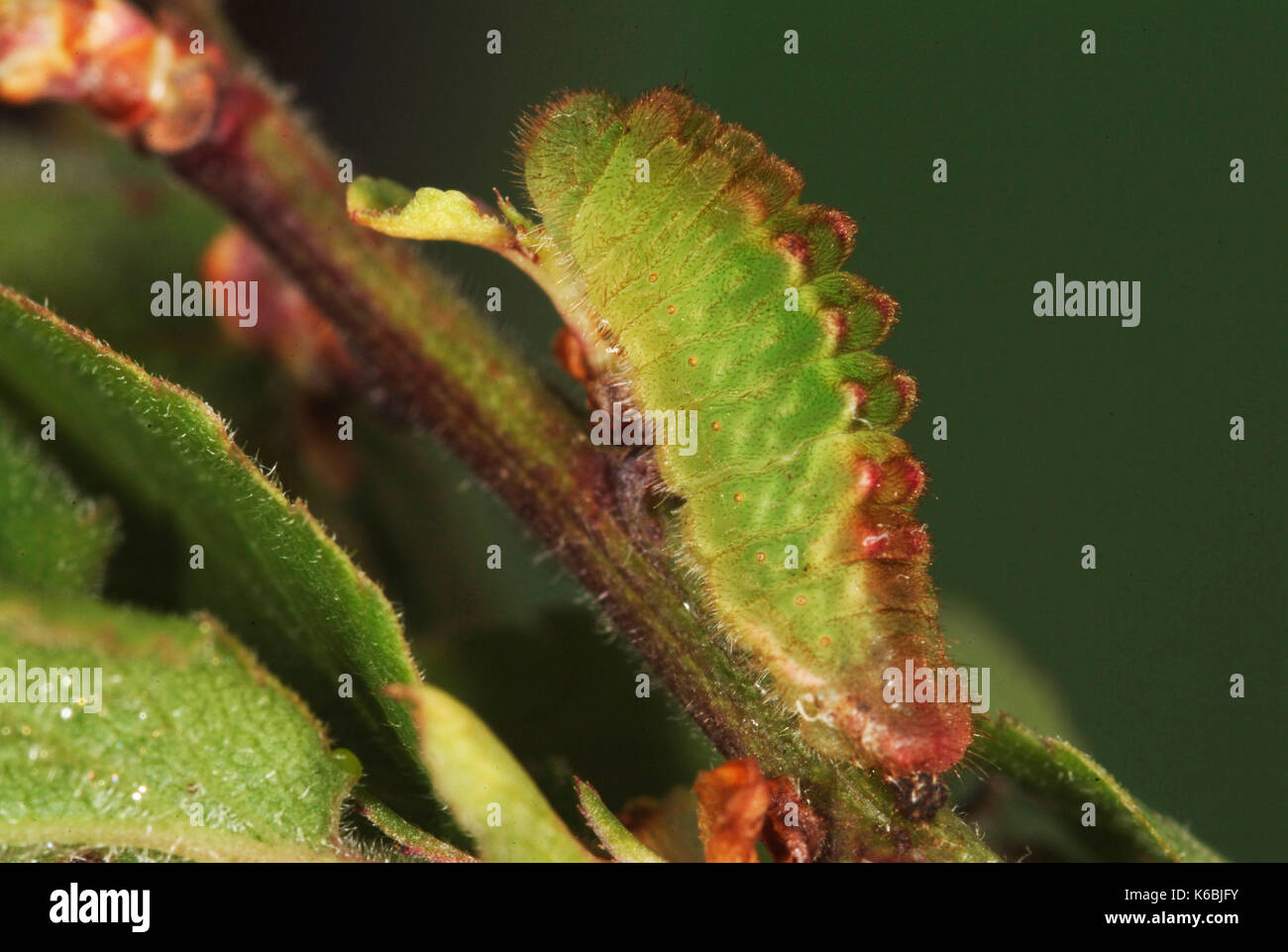 Digital lifecycle butterfly hi-res stock photography and images - Alamy