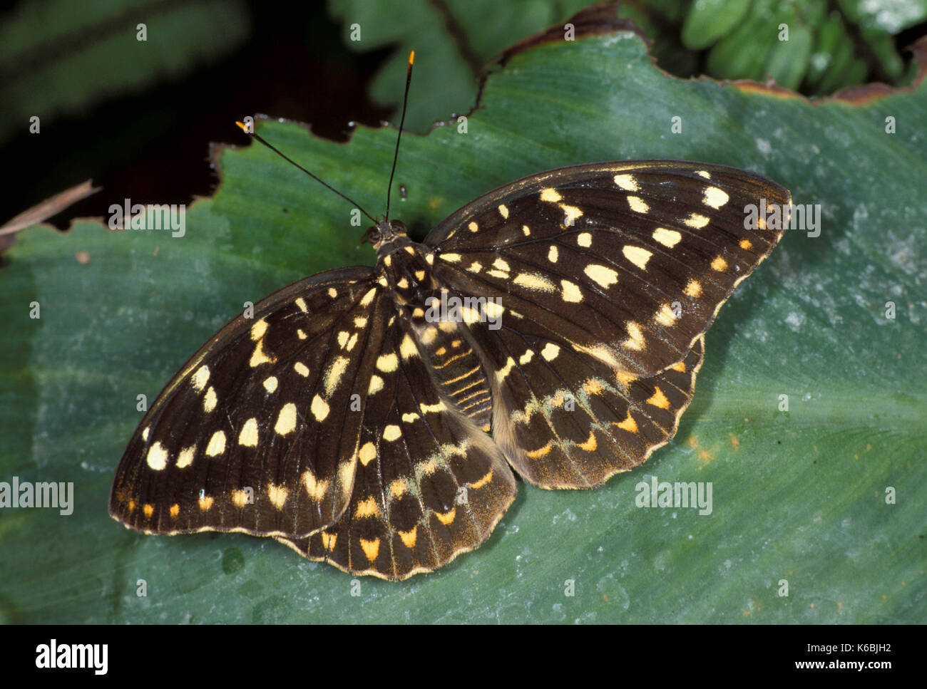 Archduke Butterfly, Lexias dirtea, brown pattern with yellow spots ...