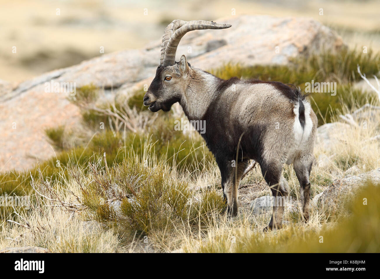 Southeastern spanish ibex hi-res stock photography and images - Alamy