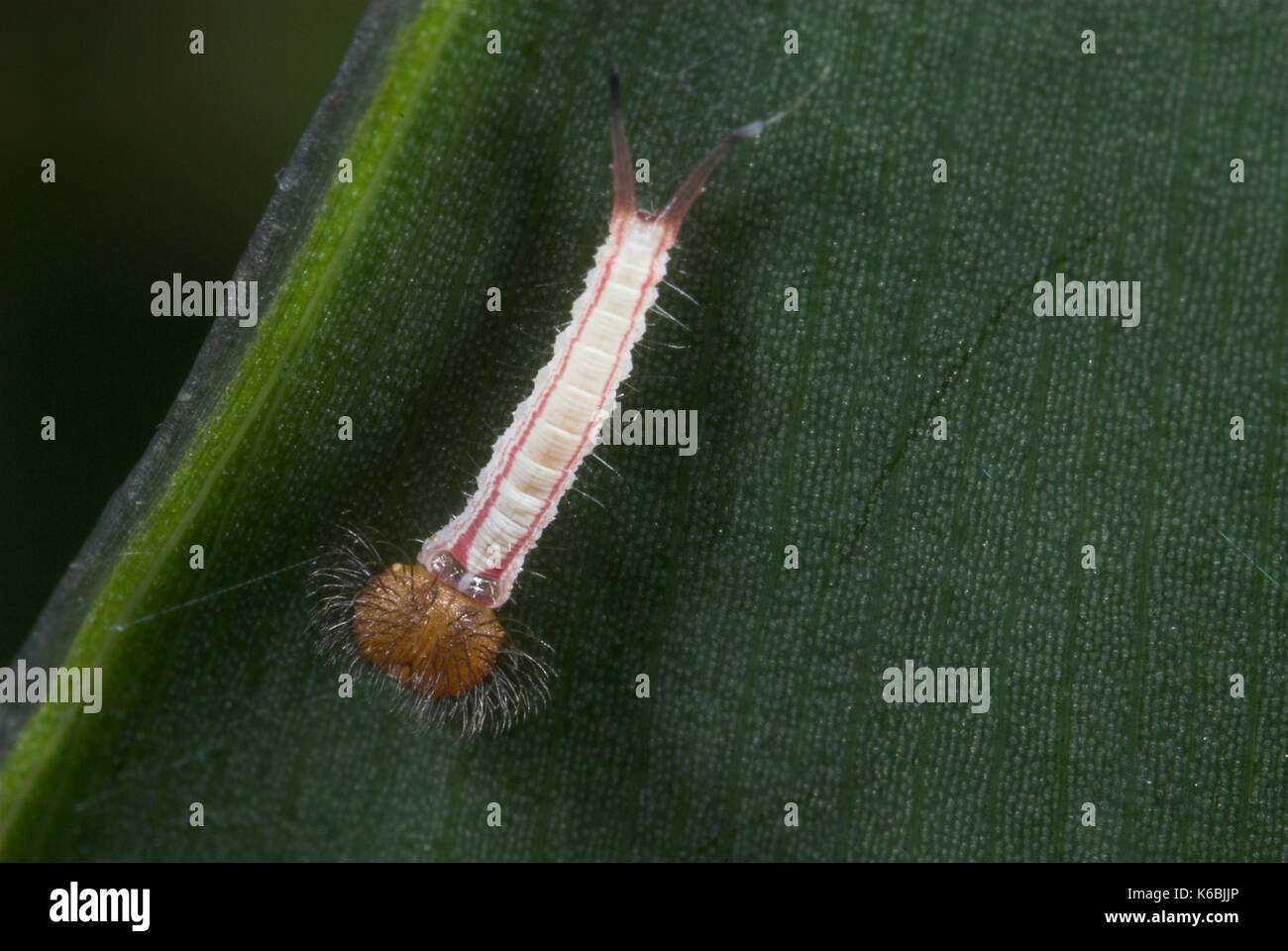 Owl Butterfly, Caligo eurilochus, caterpillar, larvae, 1st instar ...