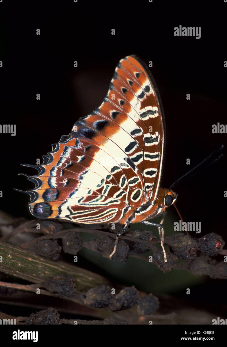 Butterfly side view hi-res stock photography and images - Alamy