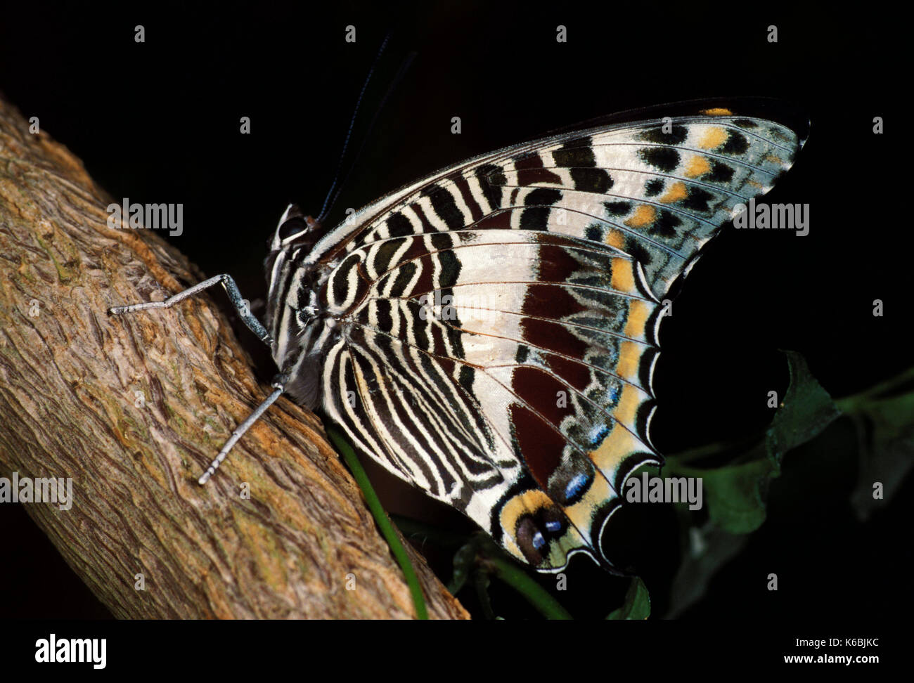 Charaxes castor Butterfly, side view, underside of wings, Congo West ...