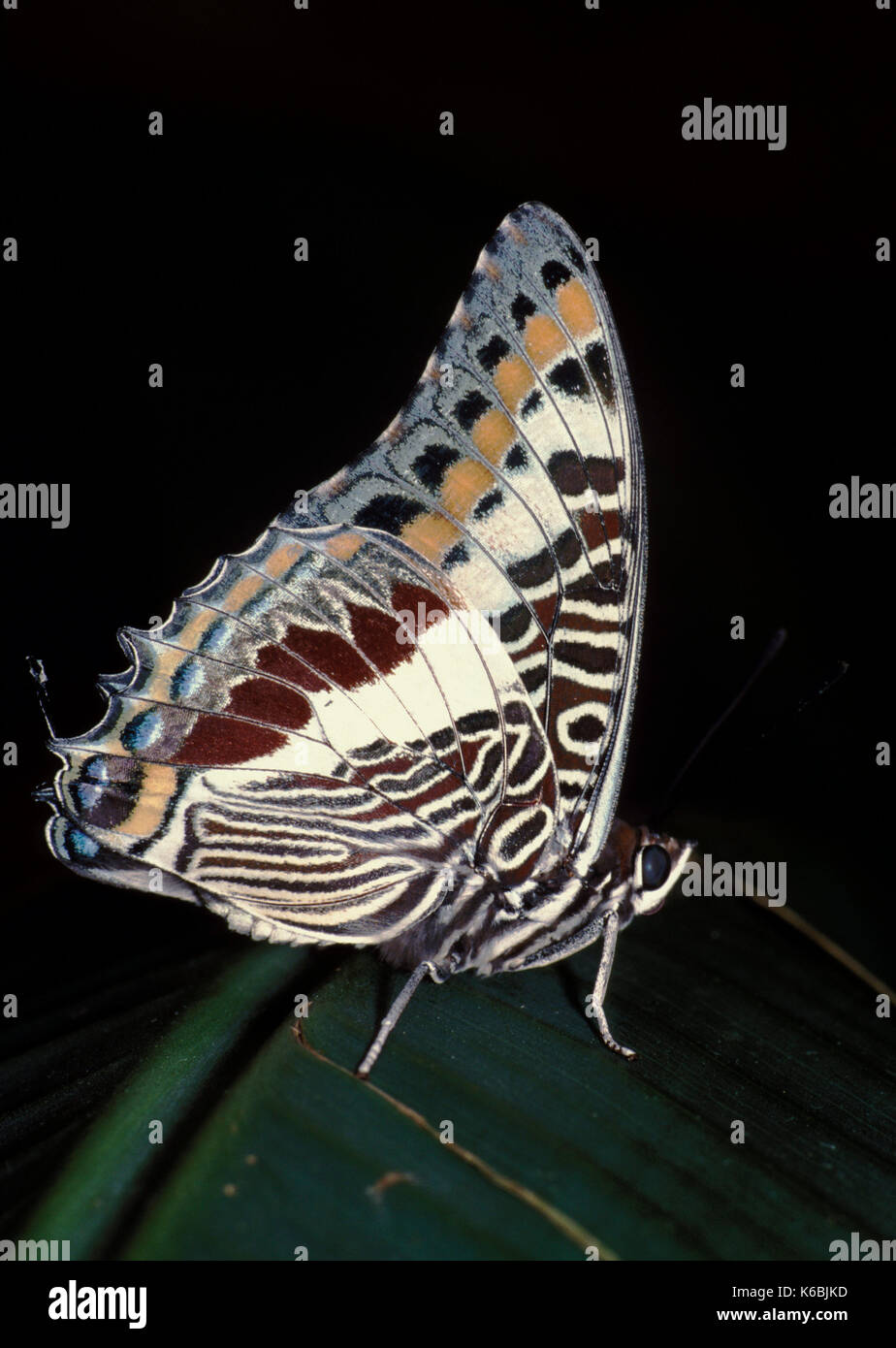 Charaxes Jasius Butterfly, Two tailed pasha, side view, underside of ...