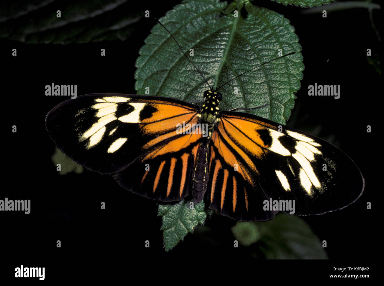 Small Postman butterfly (Heliconius erato) - rare jungle tropical ...