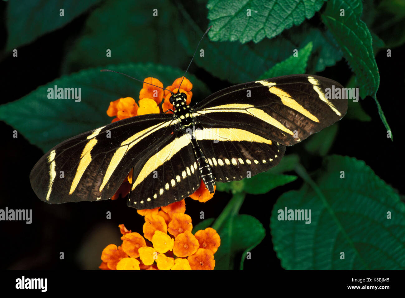 Heliconius charitonius, Zebra Butterfly, with wings open showing yellow ...