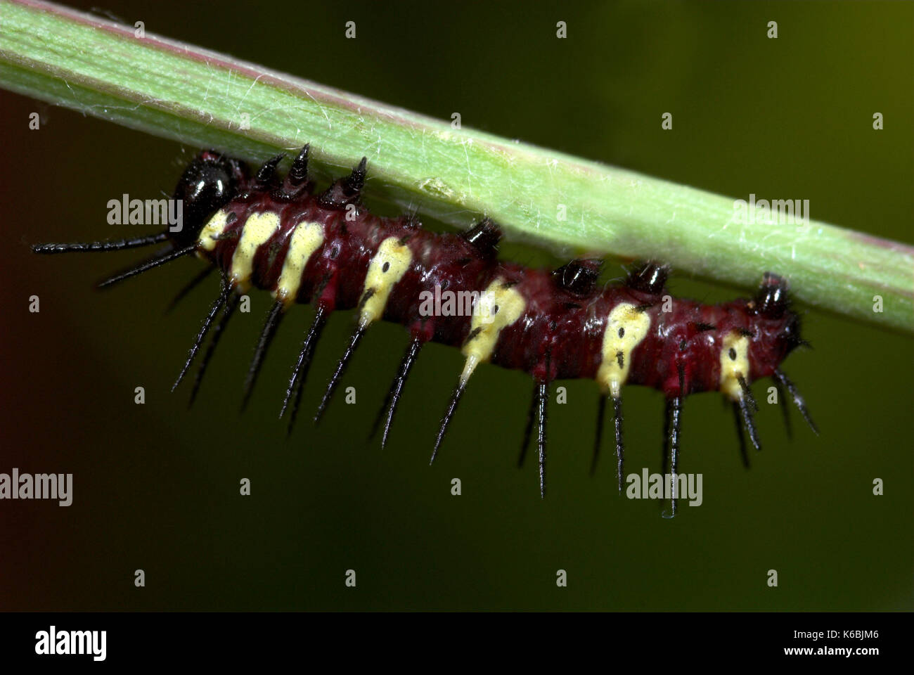 Lacewing larvae hi-res stock photography and images - Alamy